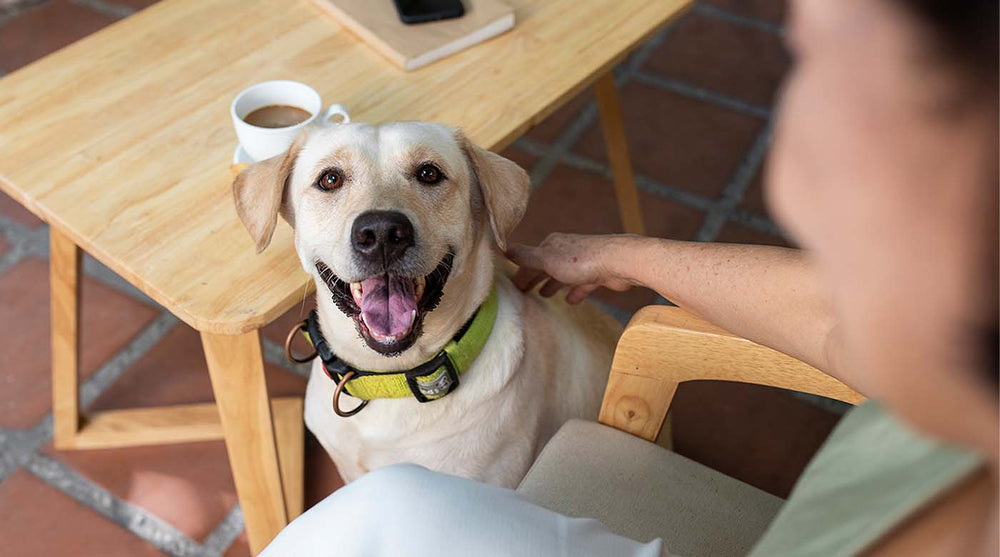 Conoce 8 de los mejores accesorios para perros - Colineal